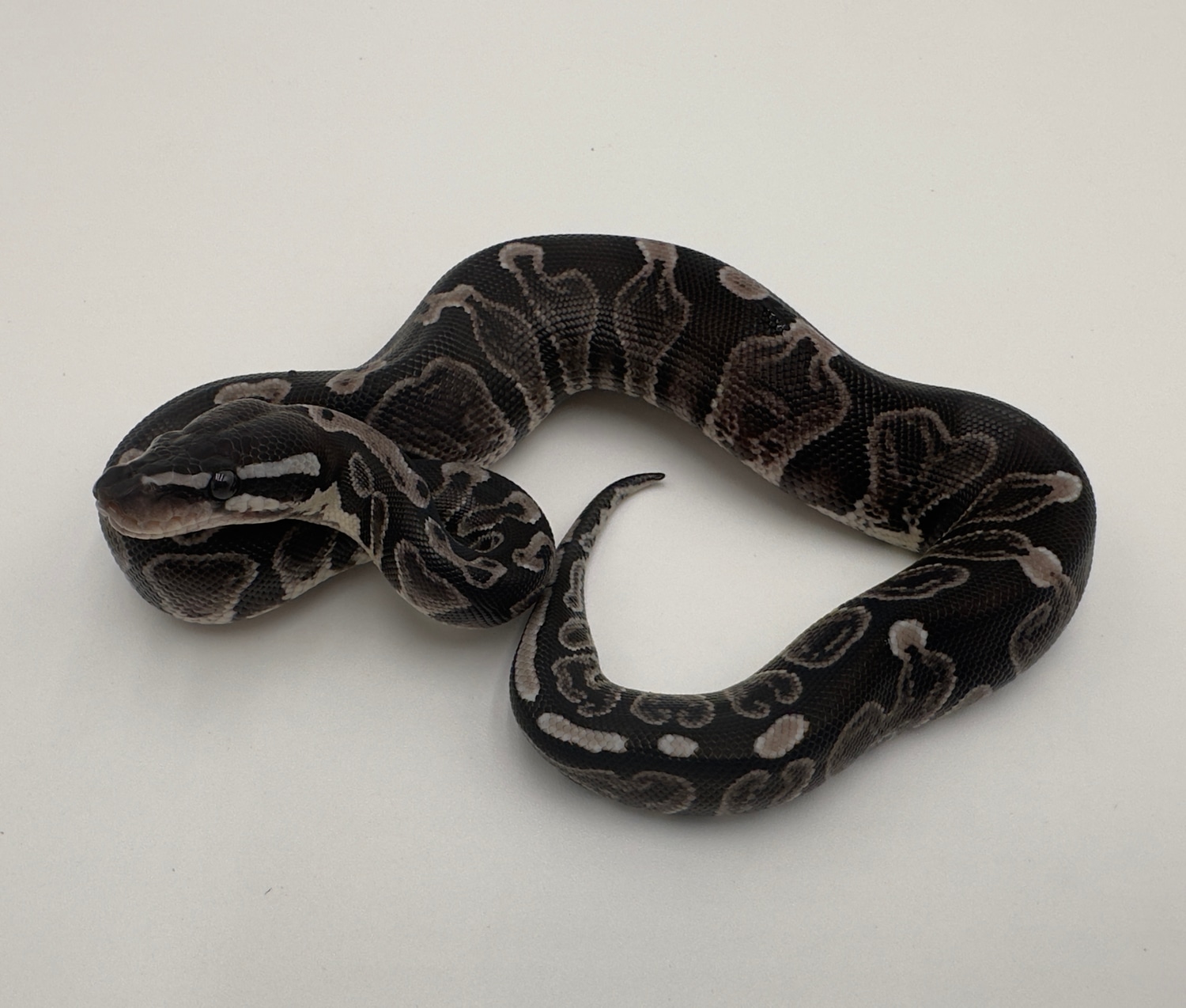 VPI Axanthic GHI Ball Python by Royal Reptile Exotics - MorphMarket