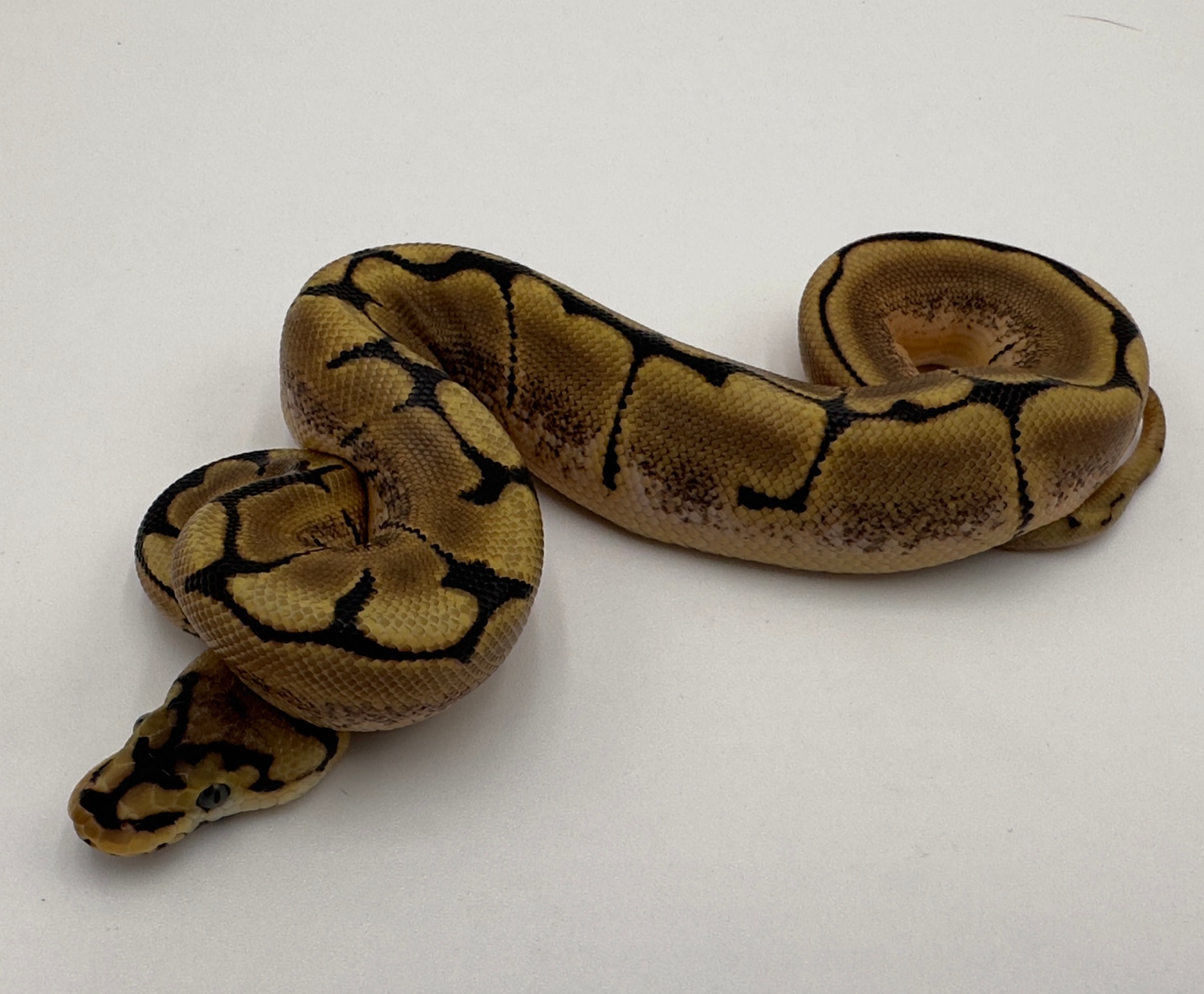 Spider Het VPI Axanthic 66% Het Clown Ball Python by Royal Reptile ...