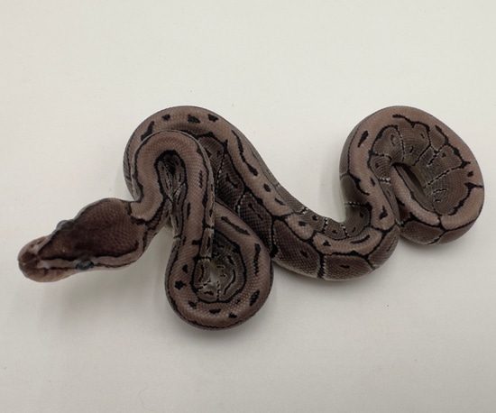 VPI Axanthic Pinstripe Ball Python by Royal Reptile Exotics