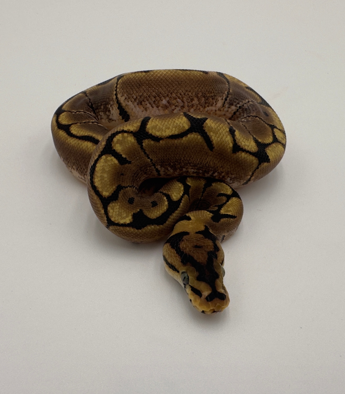 Spider Het VPI Axanthic 66% Het Clown Ball Python by Royal Reptile ...
