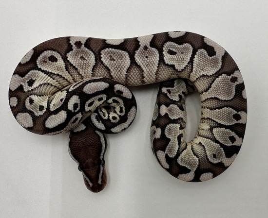 VPI Axanthic Lesser Ball Python by Royal Reptile Exotics