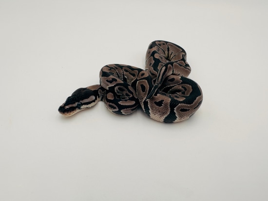 VPI Axanthic 66% Het Clown Ball Python by Royal Reptile Exotics