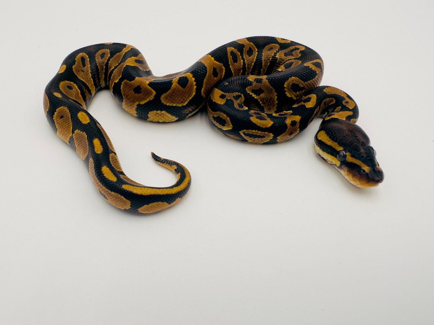 YB/Gravel Het VPI Axanthic Ball Python by Royal Reptile Exotics ...