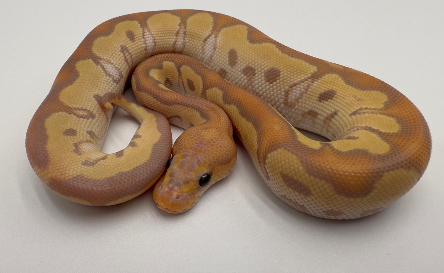 Banana Mojave Clown Ball Python by Royal Reptile Exotics - MorphMarket