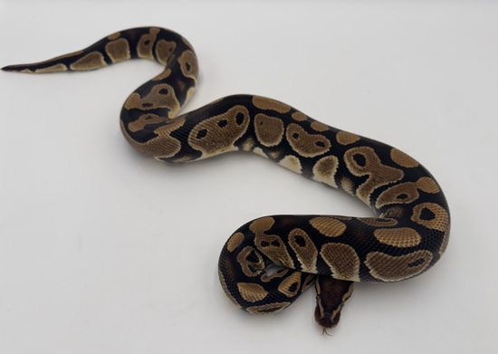 DH VPI Axanthic/Enhancer 50% Het Clown 50% Het G-stripe Ball Python by ...