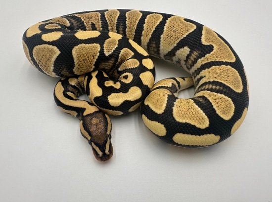 Yellowbelly Enhancer Het Clown Ball Python by Royal Reptile Exotics