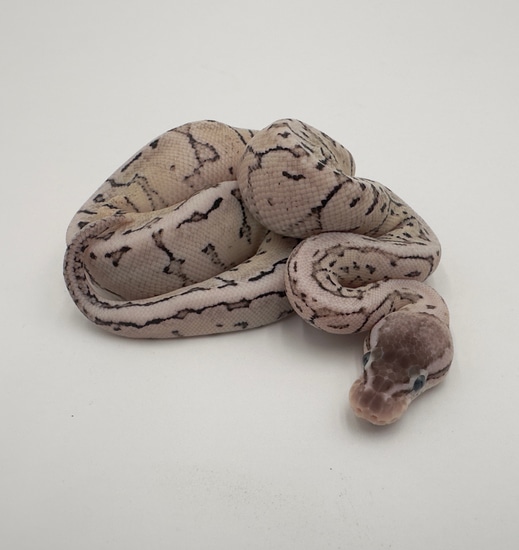 VPI Lemonblast Yb Axanthic Ball Python by Royal Reptile Exotics