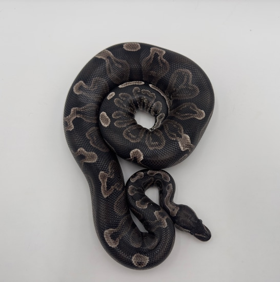 VPI Axanthic GHI Ball Python by Royal Reptile Exotics