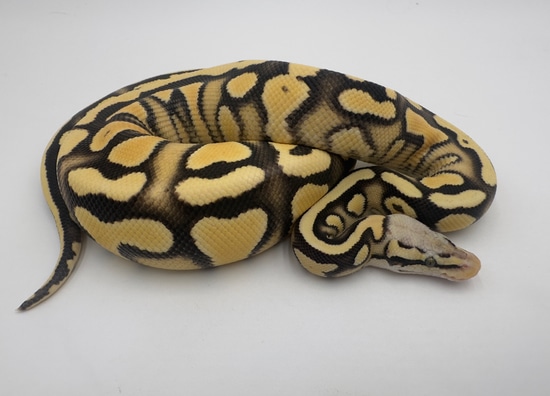Pastel Yellowbelly Enhancer DH Clown G-stripe Ball Python by Royal ...