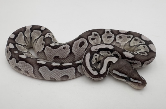 VPI Axanthic Lesser Ball Python by Royal Reptile Exotics
