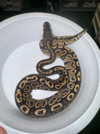 Hurricane 66% Het Piebald Ball Python by Pythonic Reptiles llc