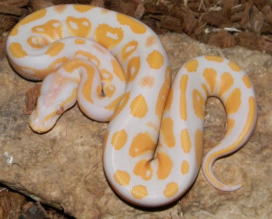 Lavender Albino Black Head PH Piebald Ball Python by Pythonic Reptiles llc