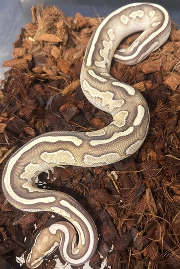 Lesser Leopard Flame Het Pied Ball Python by Pythonic Reptiles llc