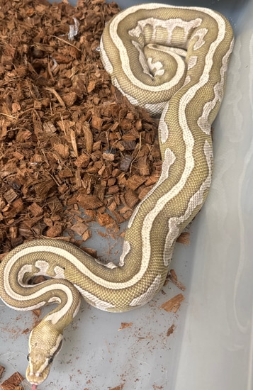 0.1 Lesser Leopard Fire Het Pied Ball Python by Pythonic Reptiles llc