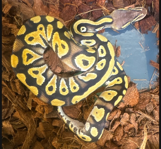 Fire Leopard Phantom Ball Python by Pythonic Reptiles llc