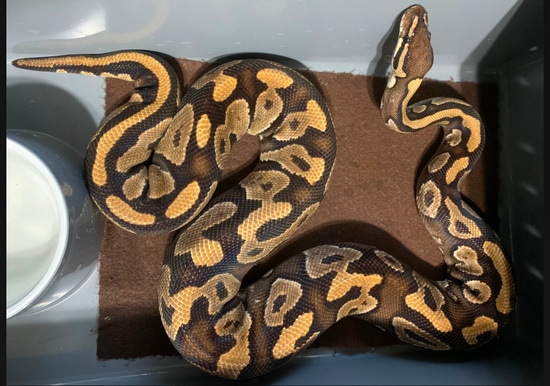 Phantom Goblin Ball Python by Pythonic Reptiles llc