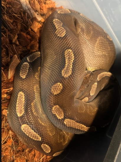 RTB GHI Cinnamon Ball Python by Pythonic Reptiles llc