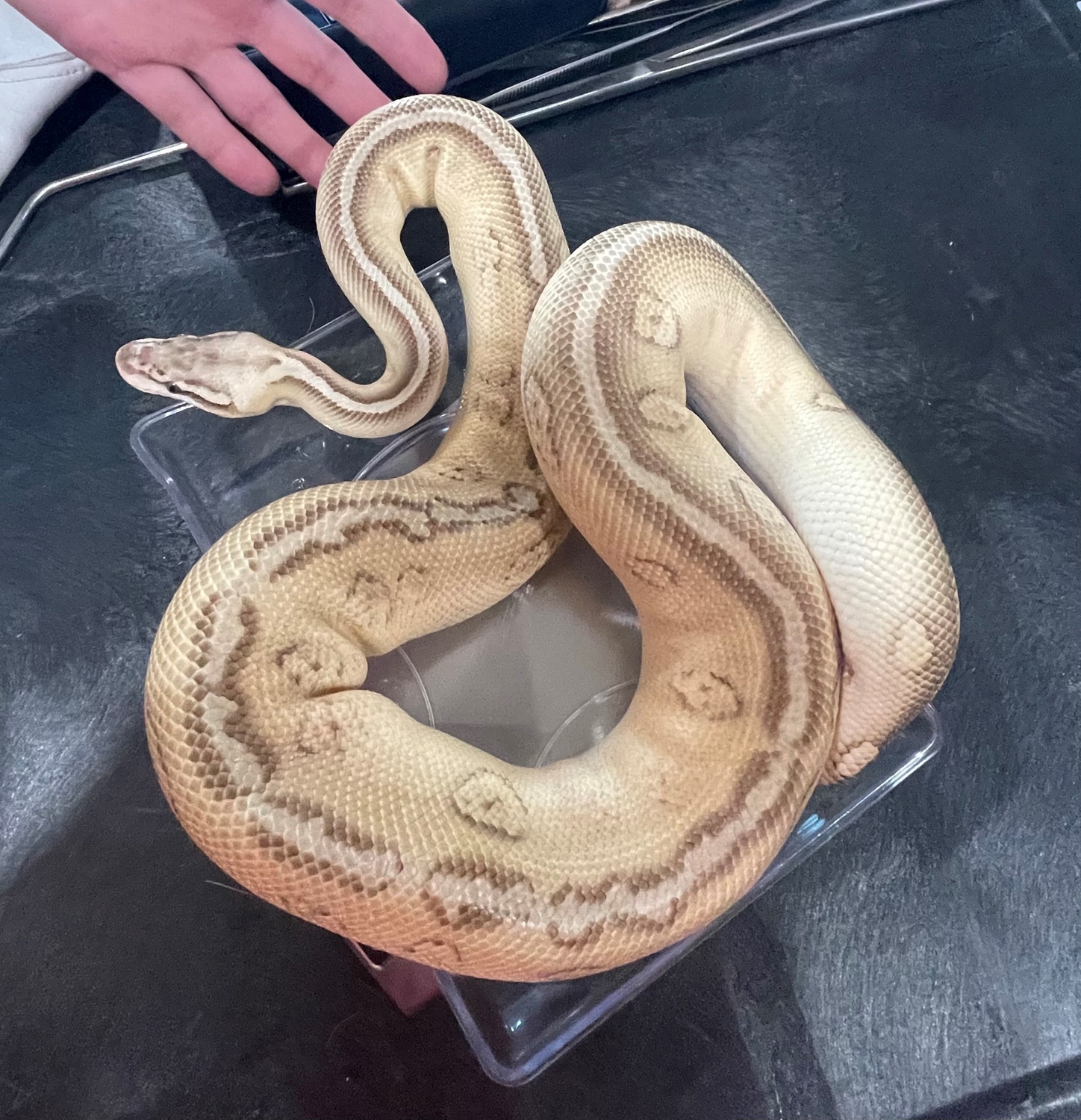 Breeder Male! Super Pastel Butter Stranger Het Clown Pos Het Moray Ball ...