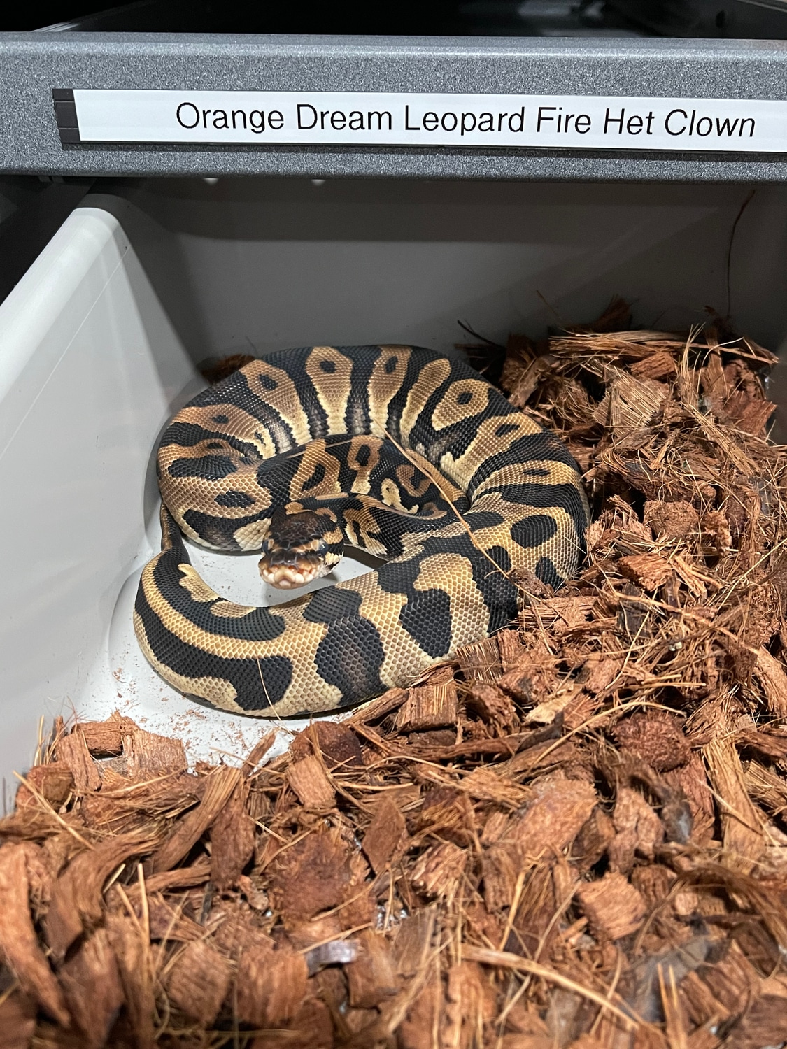 Leopard Orange Dream Fire Het Clown Ball Python by Brazos Valley ...