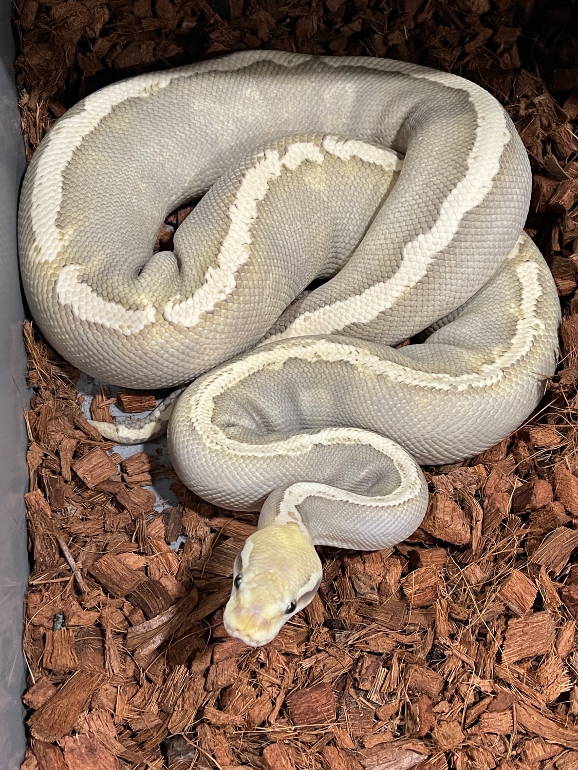 GHI Mojave Vanilla Hypo Ball Python by Brazos Valley Reptiles - MorphMarket
