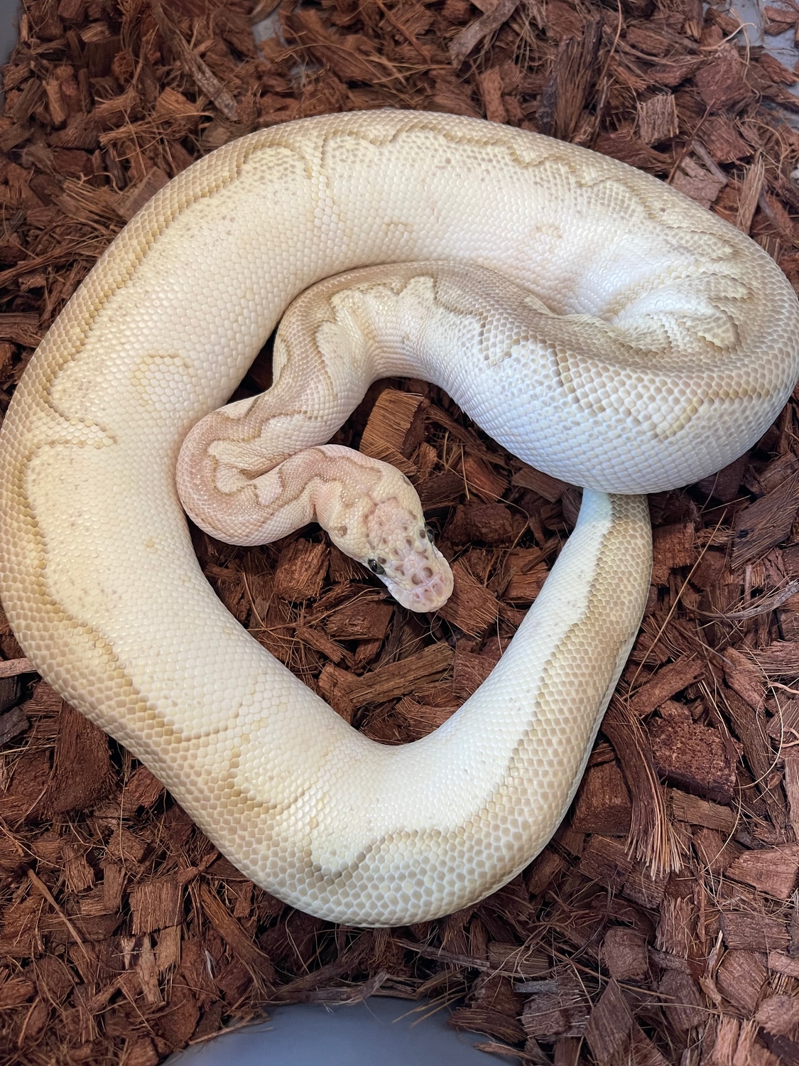 Pastel Butter Clown Ball Python by Brazos Valley Reptiles - MorphMarket