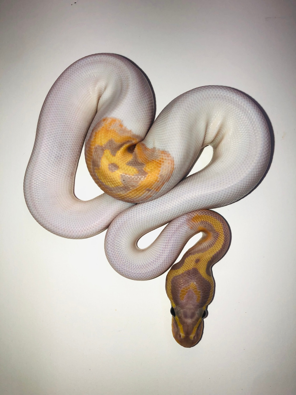 Orange Dream Banana Pied Ball Python by Brazos Valley Reptiles ...