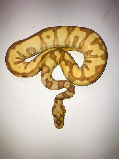 Banana Spotnose Enchi Yellow Belly Clown Ball Python by Brazos Valley ...
