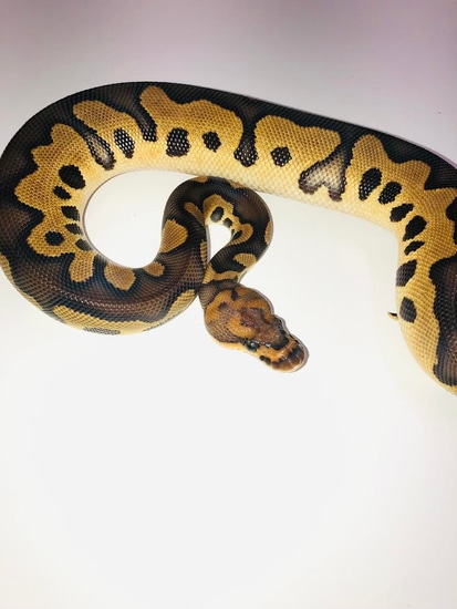Chocolate Leopard Clown Ball Python by Brazos Valley Reptiles