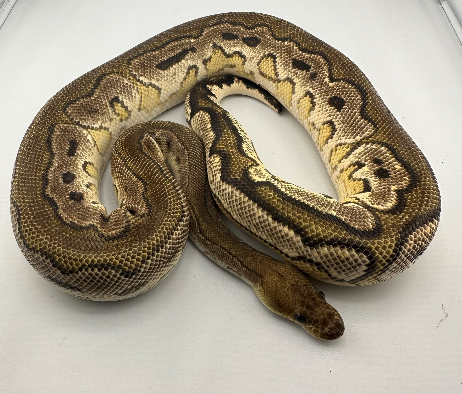 Orange Dream Yellowbelly Cinnamon Clown Ball Python by Brazos Valley ...