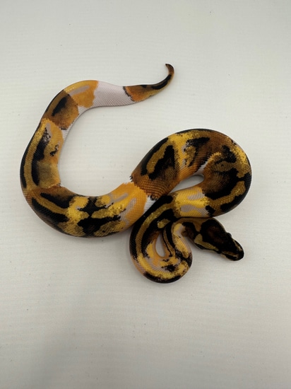 Paradox Piebald Het Albino Ball Python by Brazos Valley Reptiles