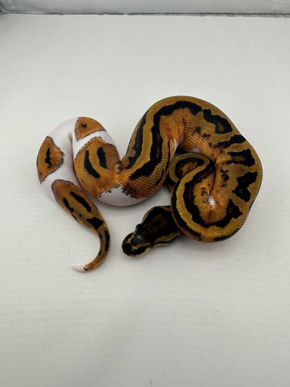 Piebald Het Candy Ball Python by Brazos Valley Reptiles
