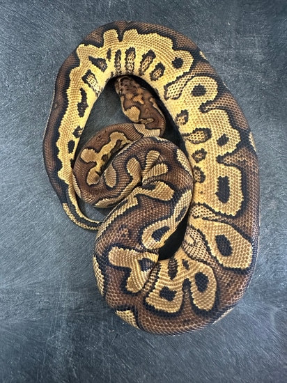 Red Stripe Yellow Belly Clown Ball Python by Brazos Valley Reptiles