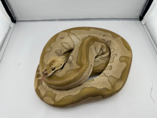 Lesser Leopard Chocolate Clown - 975 Grams Ball Python by Brazos Valley ...