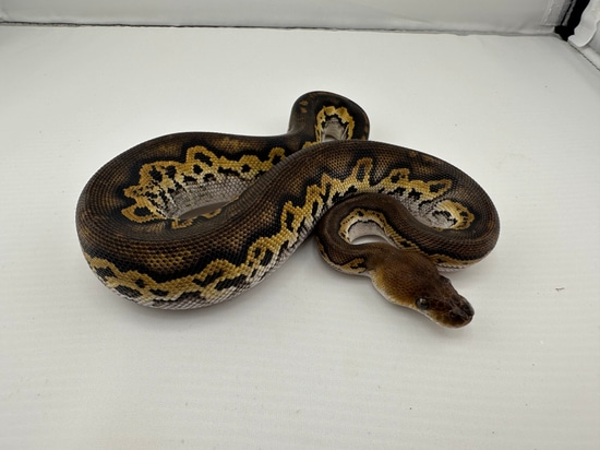 Super Blackhead Leopard Clown Ball Python by Brazos Valley Reptiles
