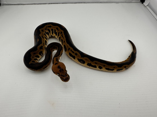 Blackhead Leopard Clown Ball Python by Brazos Valley Reptiles