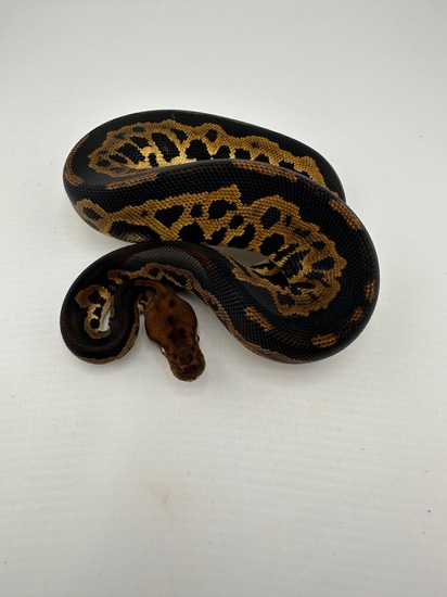 Blackhead Leopard Clown Ball Python by Brazos Valley Reptiles