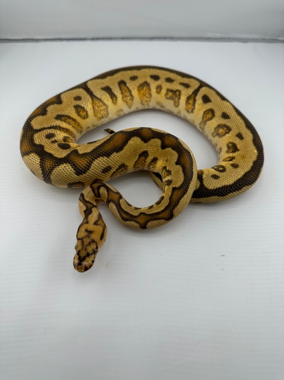 Redstripe Yellowbelly Spotnose Orange Dream Clown Ball Python by Brazos ...