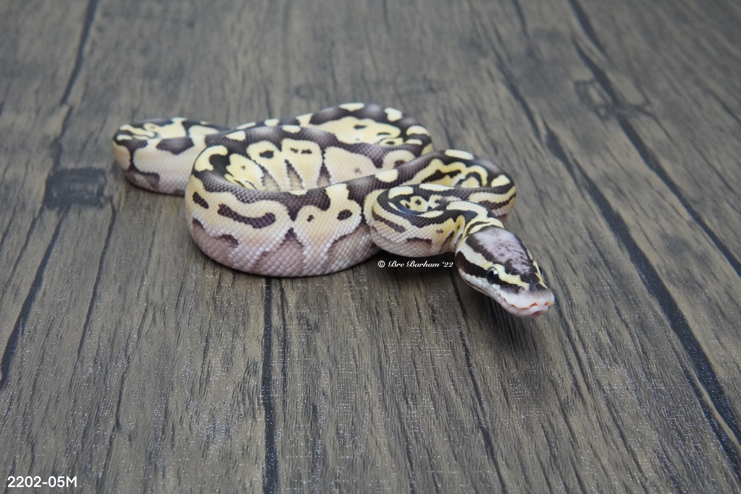 Mario Pastel Lesser Het Clown PH Desert Ghost Ball Python by Smoky ...