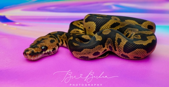 Acid Clown PH Hypo Ball Python by Smoky Mountain Balls