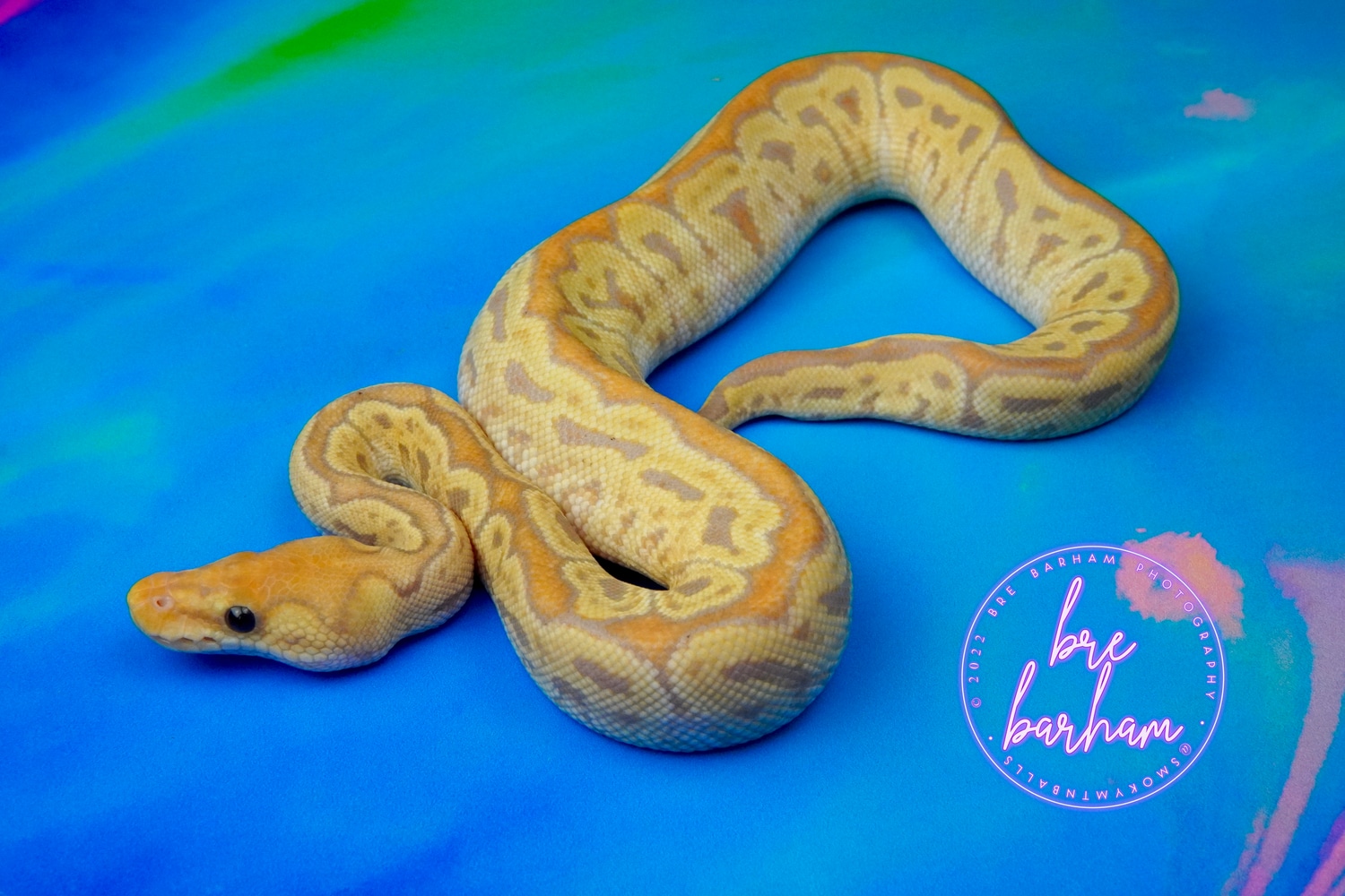 GHI Banana Clown Ball Python by Smoky Mountain Balls - MorphMarket