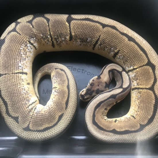 Spider 50% Het Puzzle Ball Python by Texas Belle Exotics