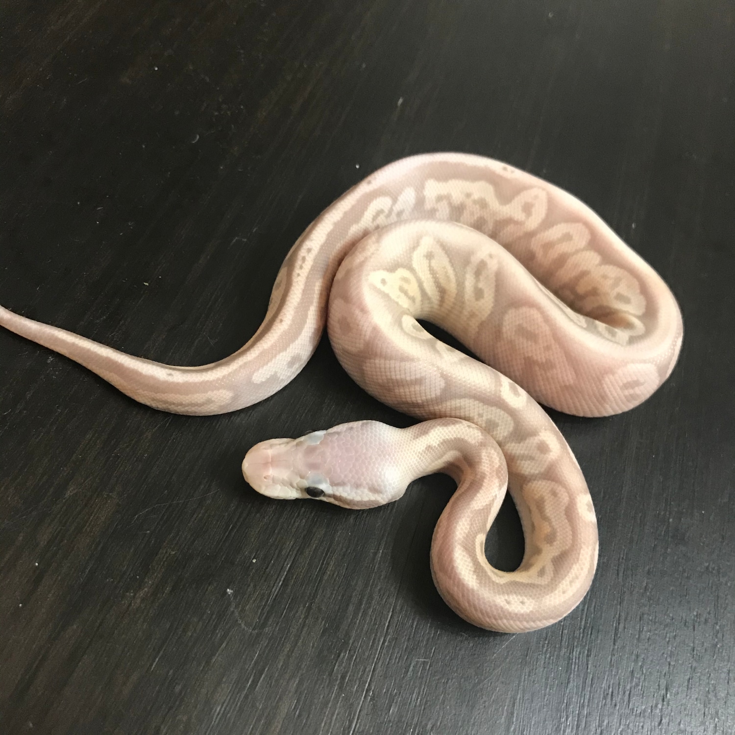 Super Pastel Black Pastel Banana Ball Python by Texas Belle Exotics ...
