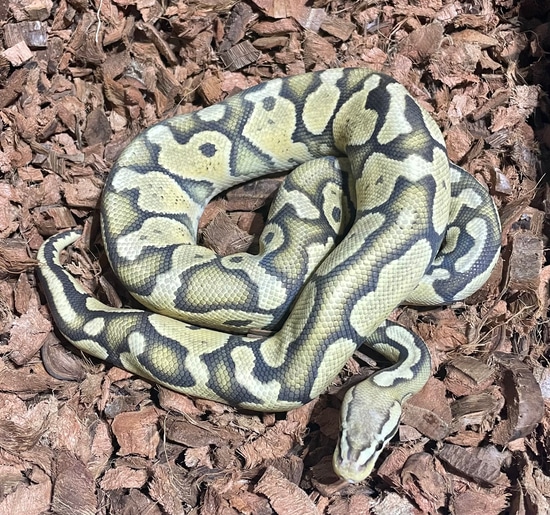 *Proven Breeder*Pastel Hypo Het Puzzle Ball Python by Texas Belle Exotics
