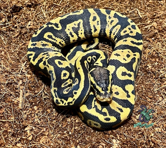 Confusion Pastel Het Hypo Ball Python by Texas Belle Exotics