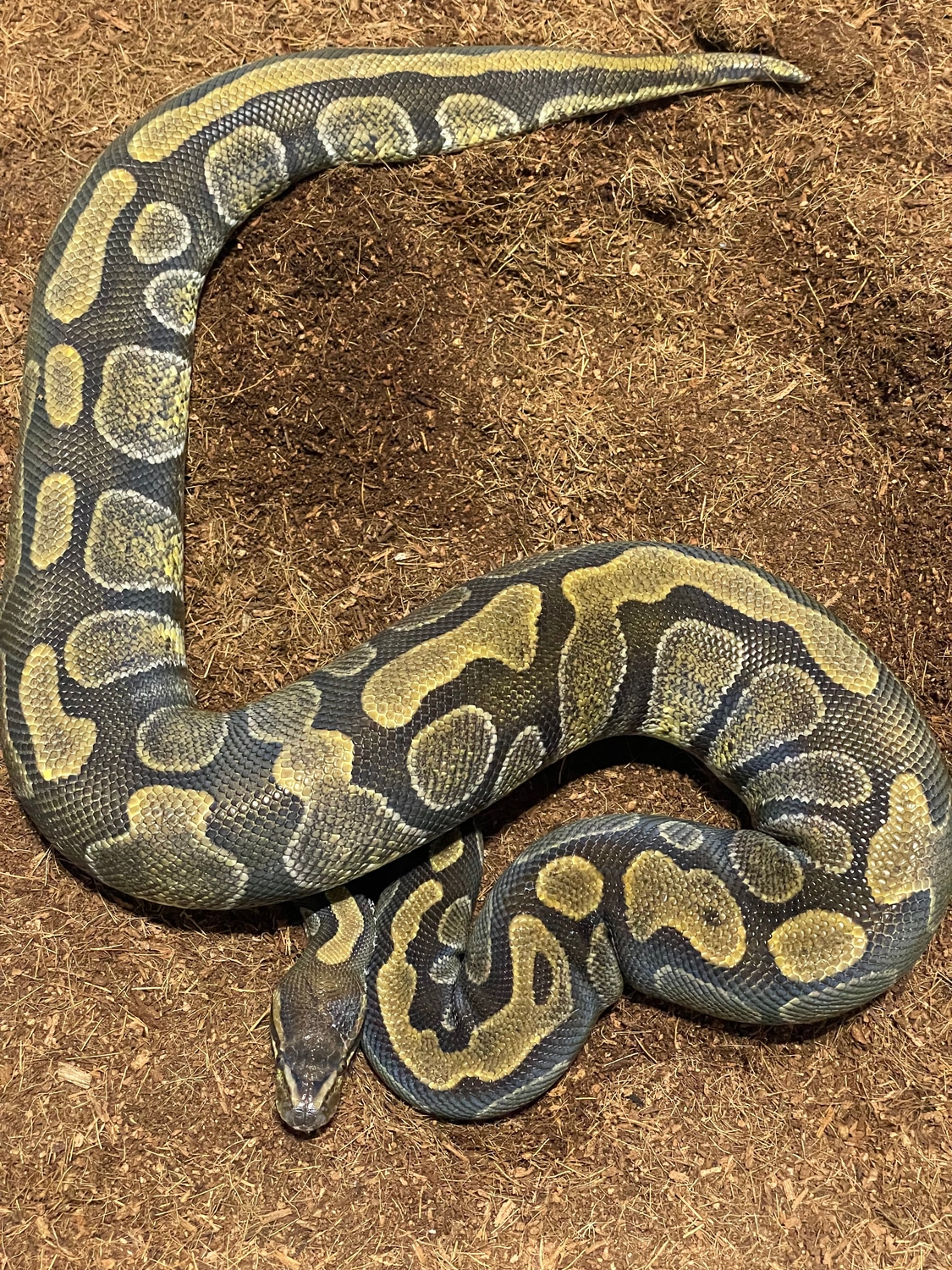 Cypress Enchi Ball Python by Texas Belle Exotics - MorphMarket