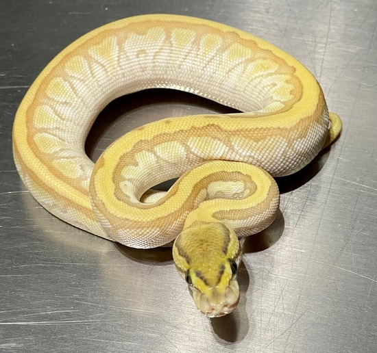 Cypress Enchi Lesser Pinstripe Desert Ghost Het Clown Ball Python by ...