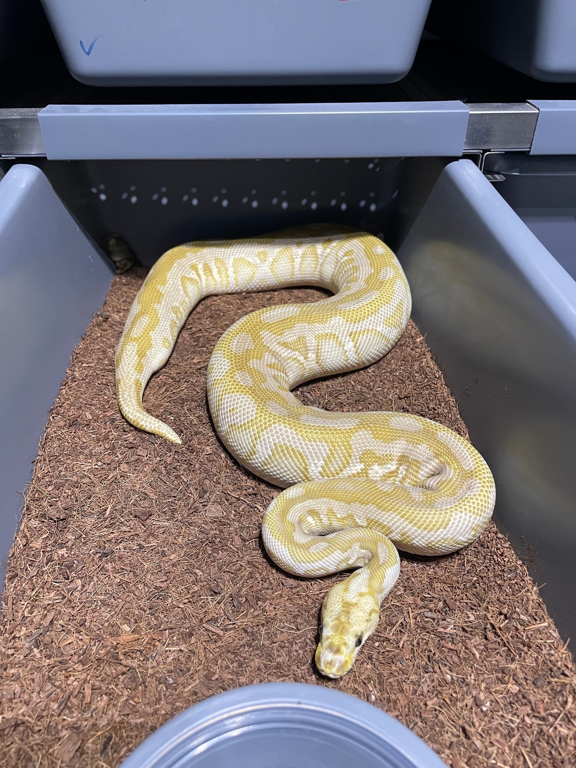 Lesser Spotnose Clown Ball Python by Texas Belle Exotics - MorphMarket