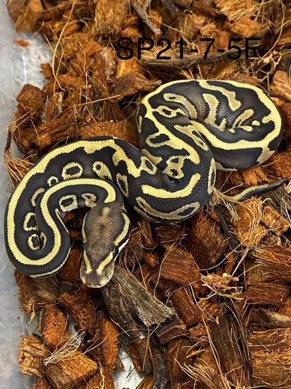 **RTB NO Reserve**Leopard Lesser 66% Het. Clown Ball Python by Texas ...
