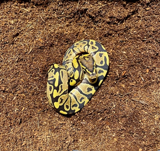 Disco Or Fire Het. Clown Ball Python by Texas Belle Exotics