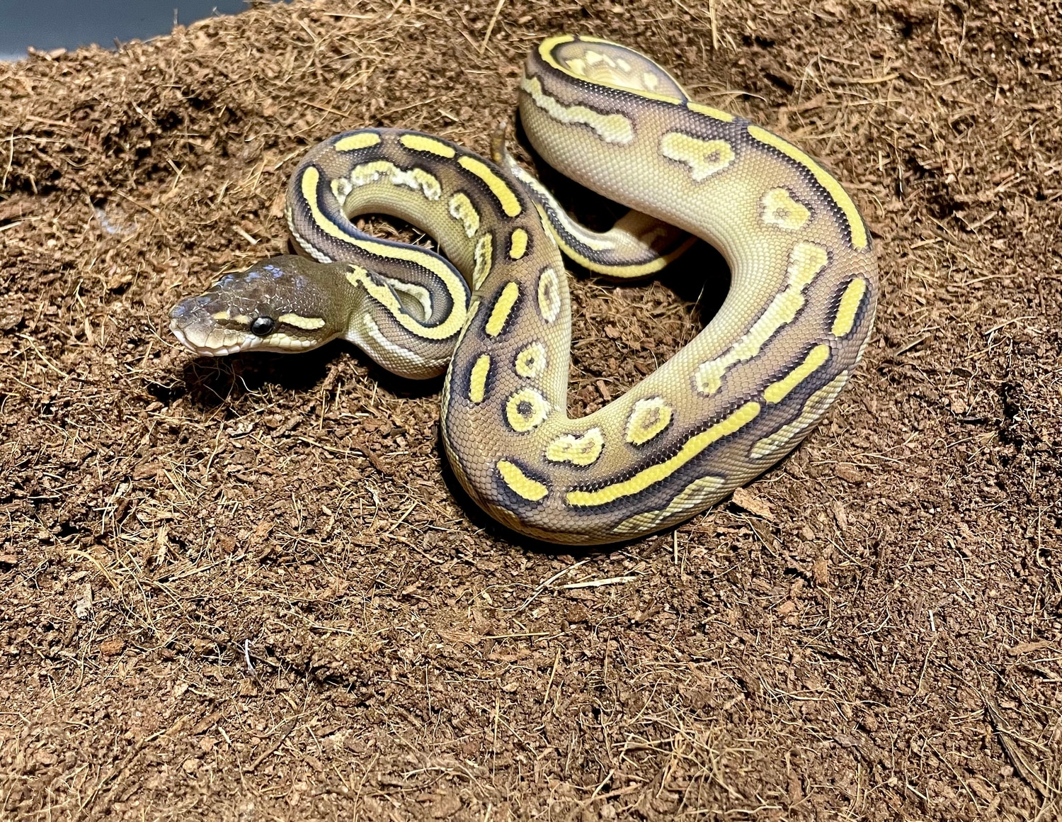 Blackhead Lesser 100% Het Clown 100% Het Hypo Ball Python by Texas Belle Exotics - MorphMarket